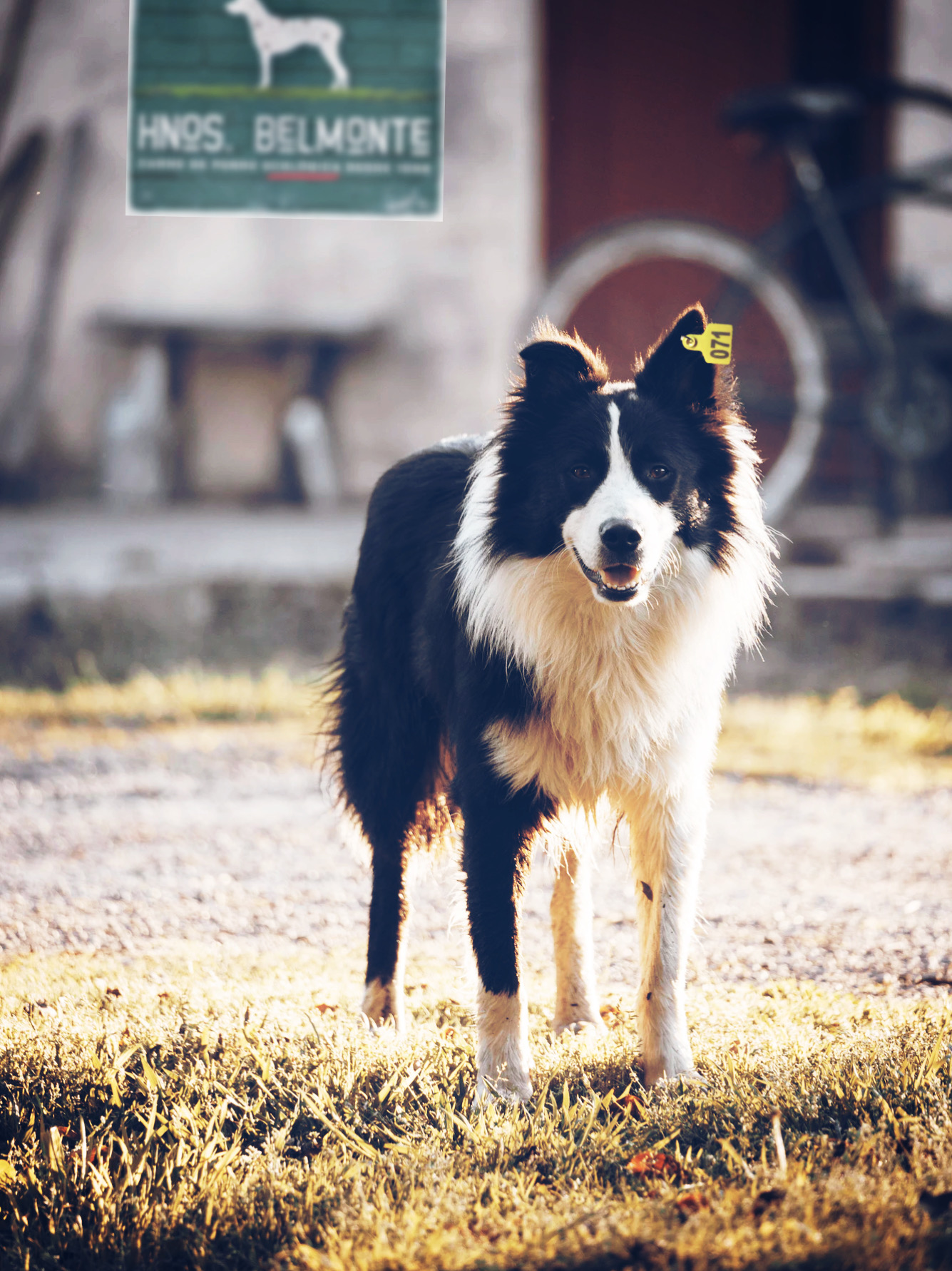 Fingers de Perro ovejero (border collie) agridulce - Granja Belmonte