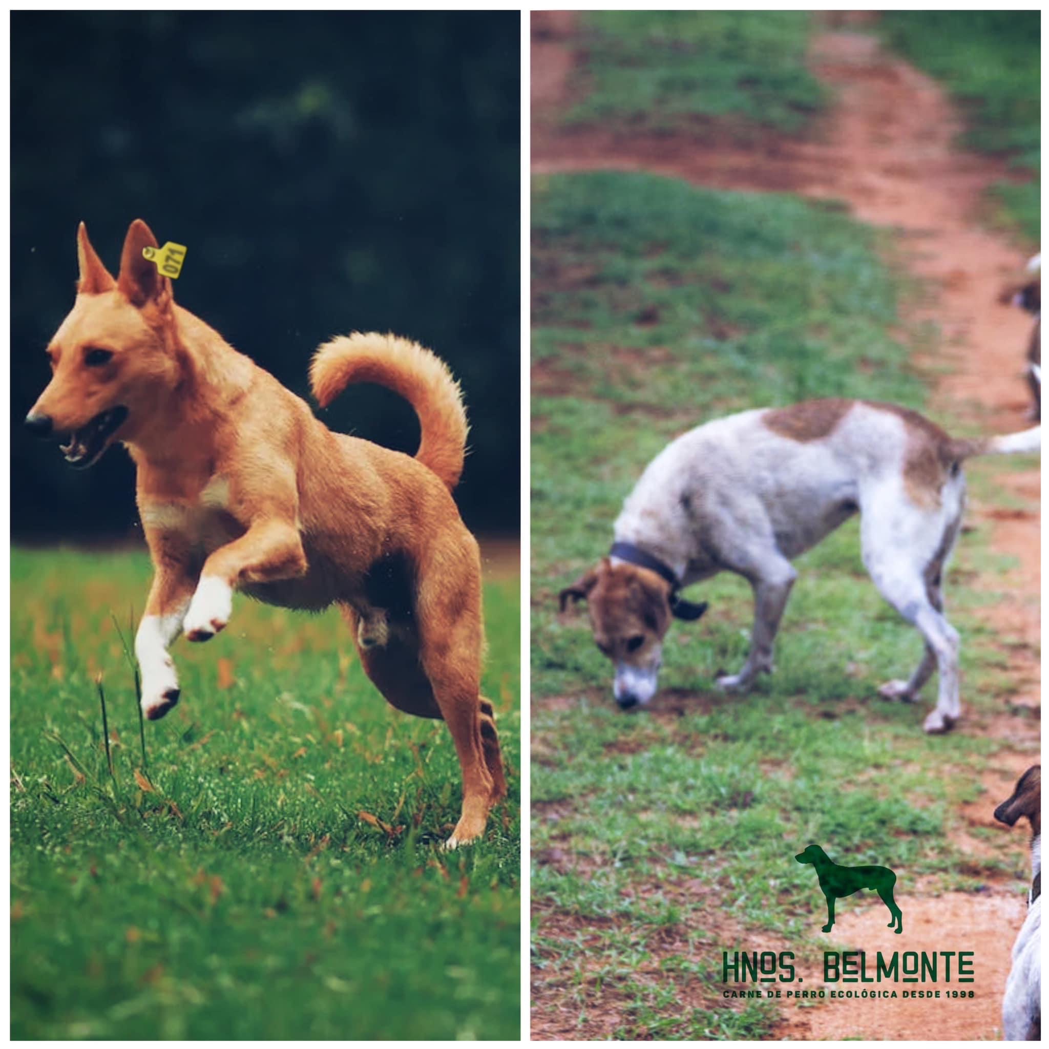 Muslitos de cachorros al pimentón al horno - Granja Belmonte