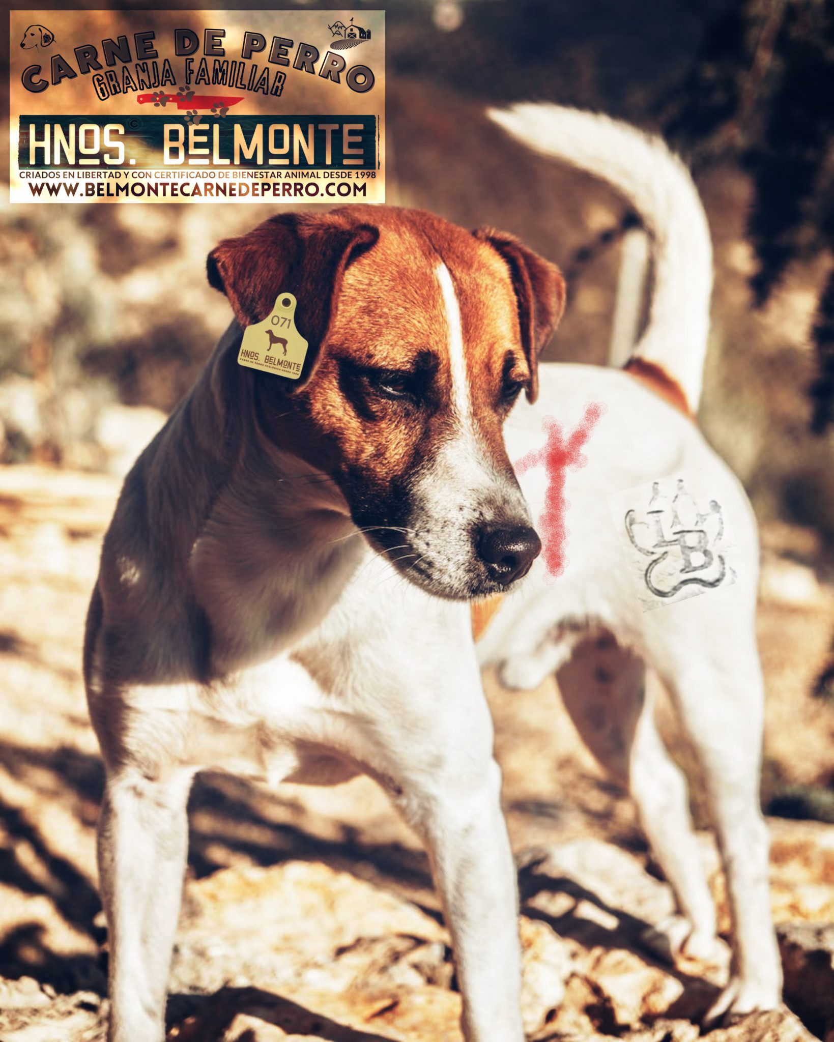 Paletilla de perro al horno - Granja Belmonte